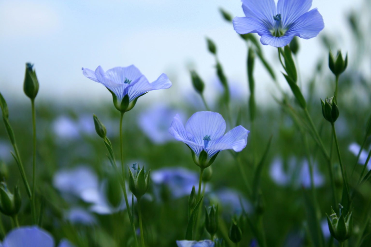 Paint by name, paint by nature: A comprehensive guide to linseed oil ...