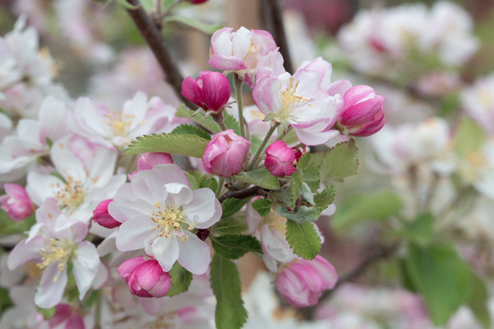 The Pomona Palette - Edward Bulmer Natural Paint